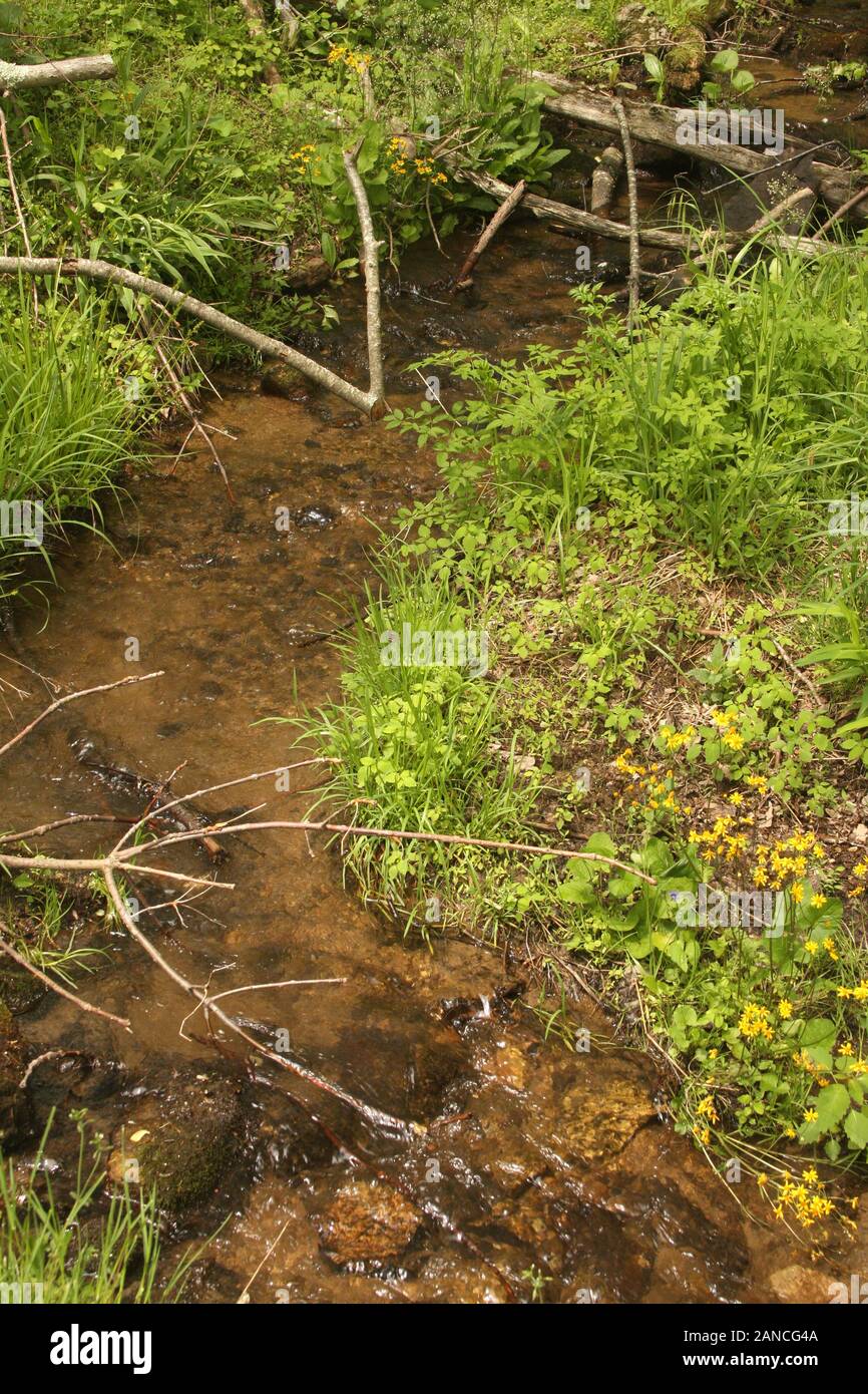 Plants growing along fresh spring water Stock Photo - Alamy