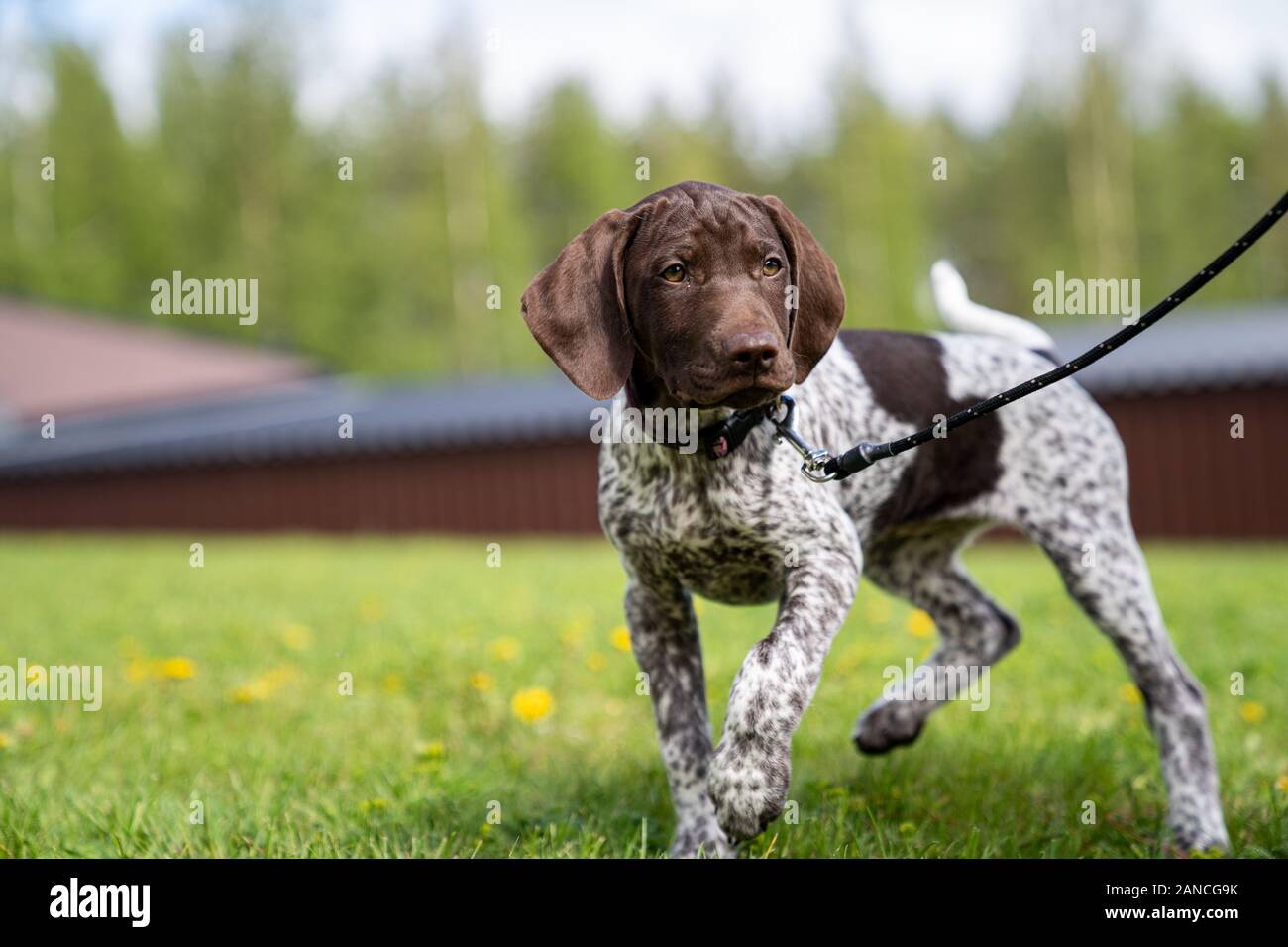 Vorster hi-res stock photography and images - Alamy