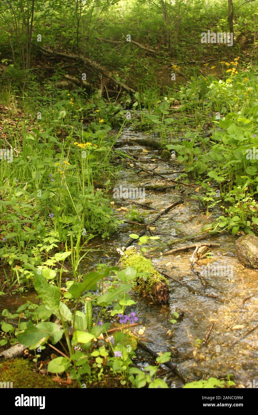 Plants growing along fresh spring water Stock Photo - Alamy