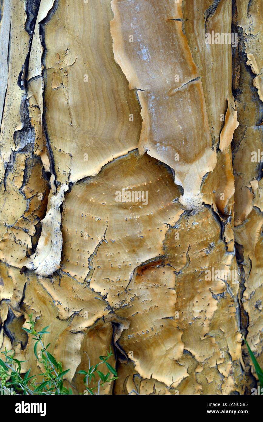 Aloidendron pillansii,syn Aloe pillansii,giant quiver tree, bastard ...