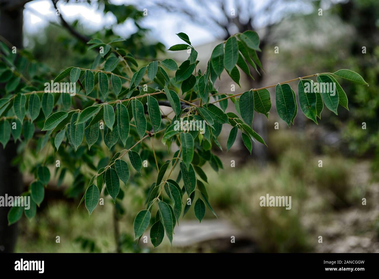 Sclerocarya birrea hi-res stock photography and images - Alamy