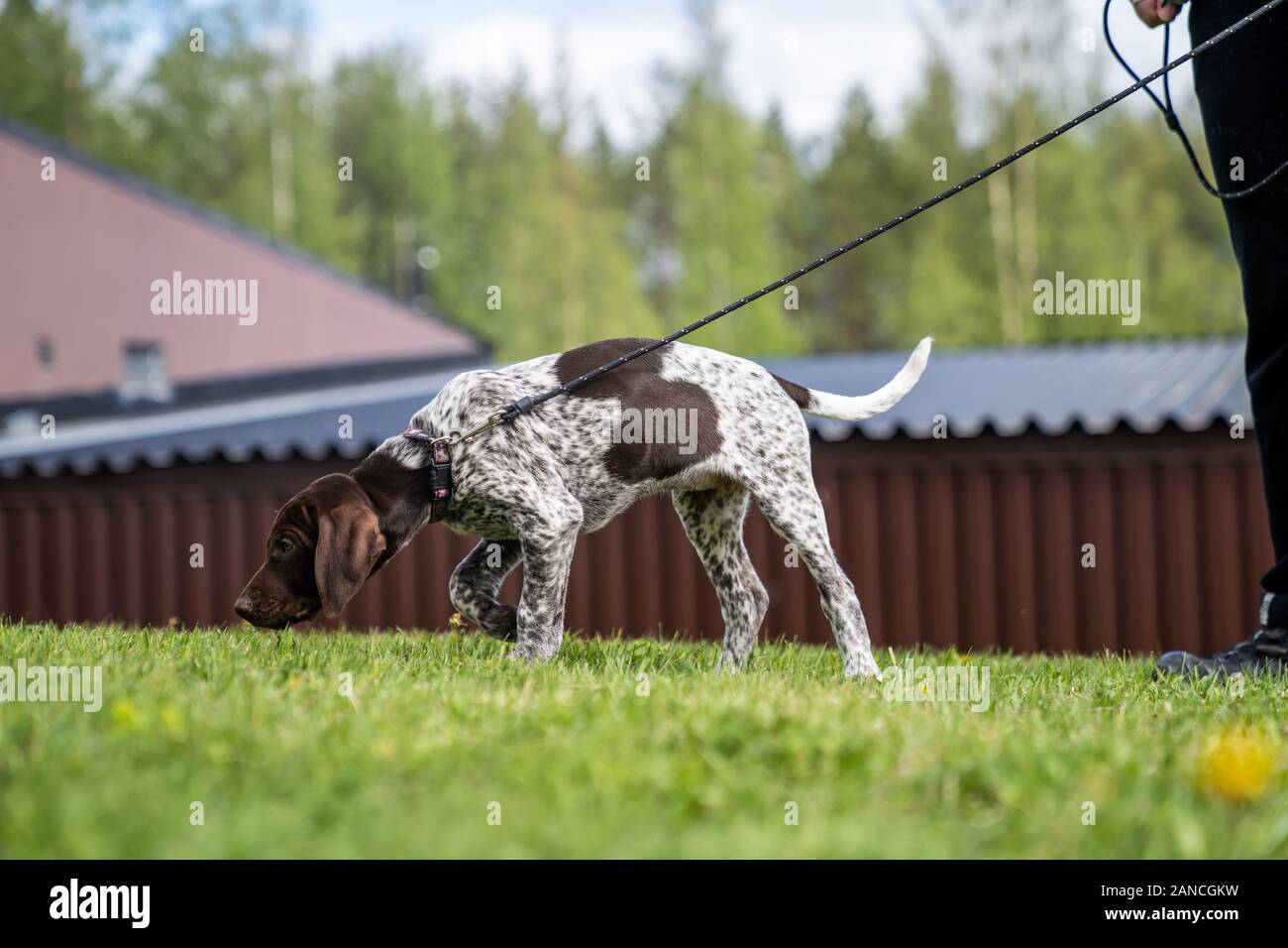 Vorsteh hi-res stock photography and images - Alamy