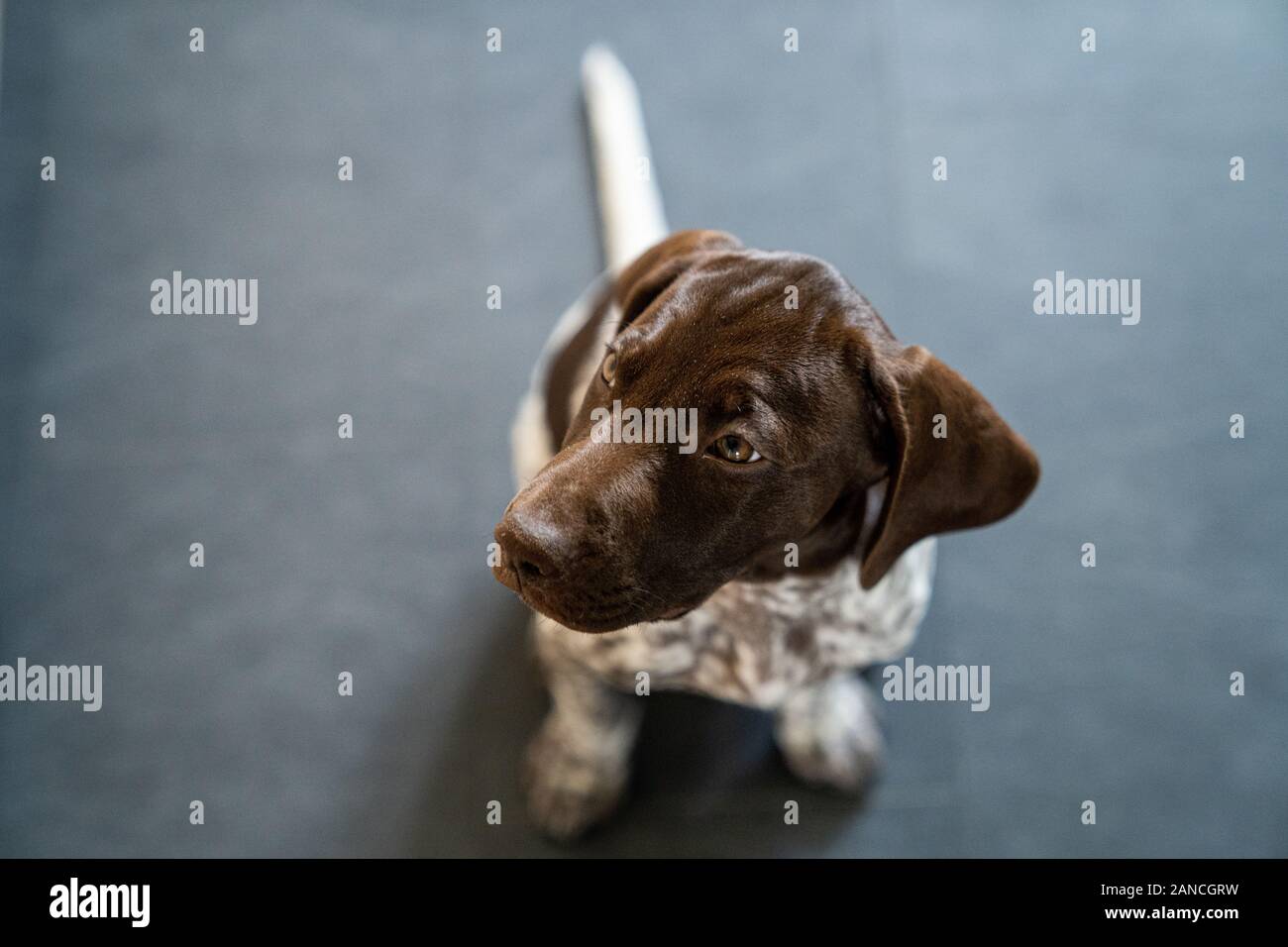 Vorster hi-res stock photography and images - Alamy