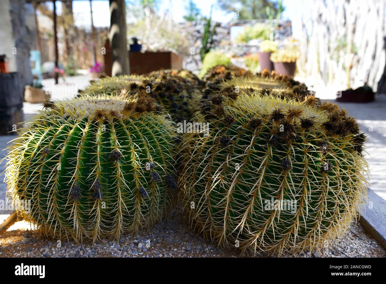 barrel cactus,cacti,succulent,succulents,display,displays,cactus and ...