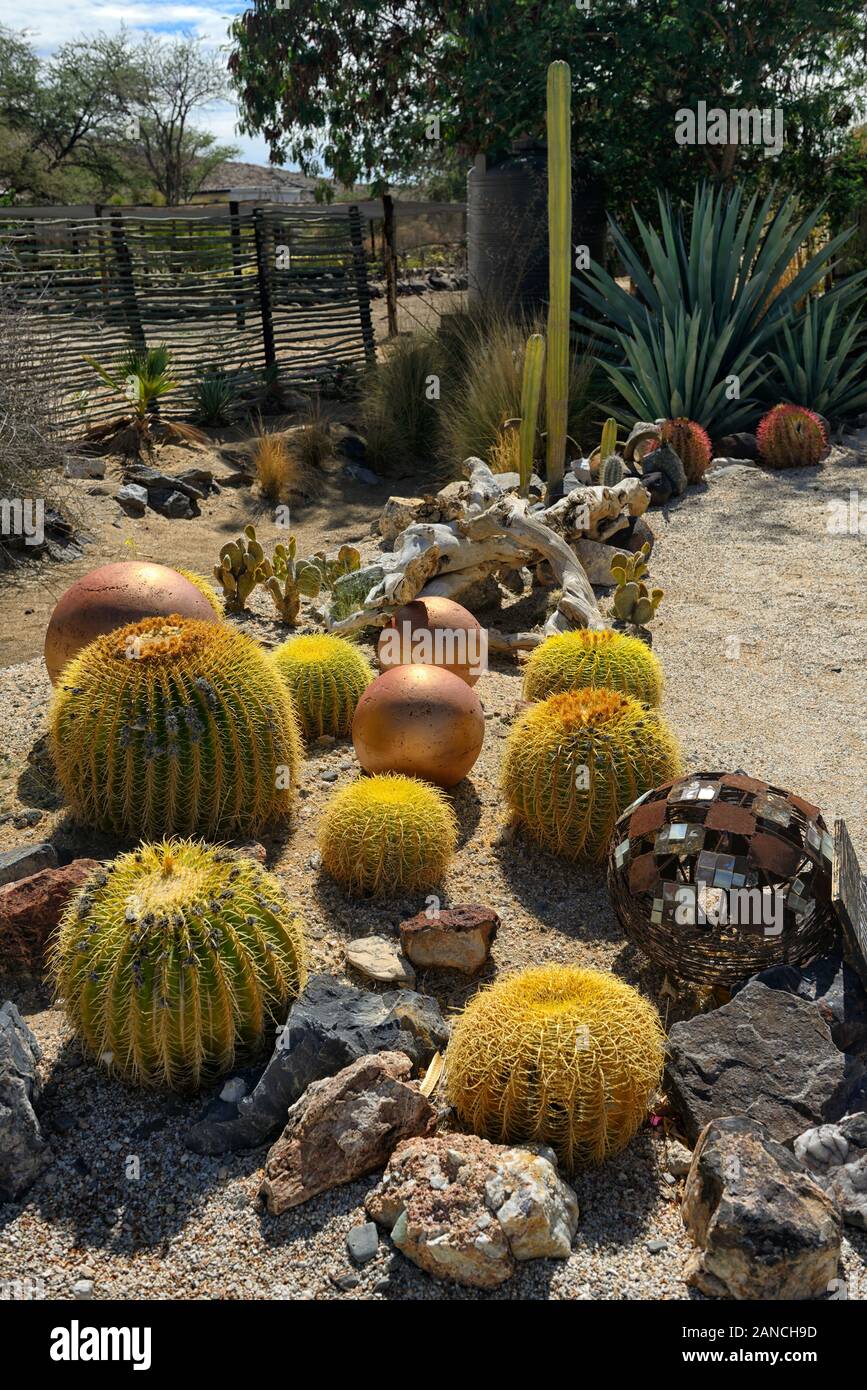 barrel cactus,cacti,succulent,succulents,display,displays,cactus and ...