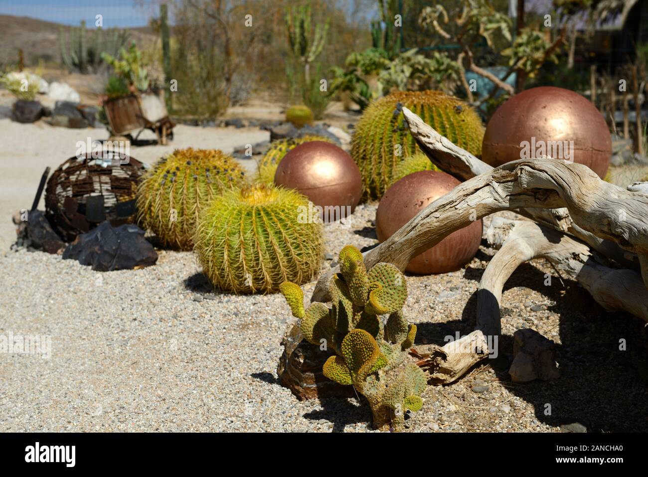 barrel cactus,cacti,succulent,succulents,display,displays,cactus and ...