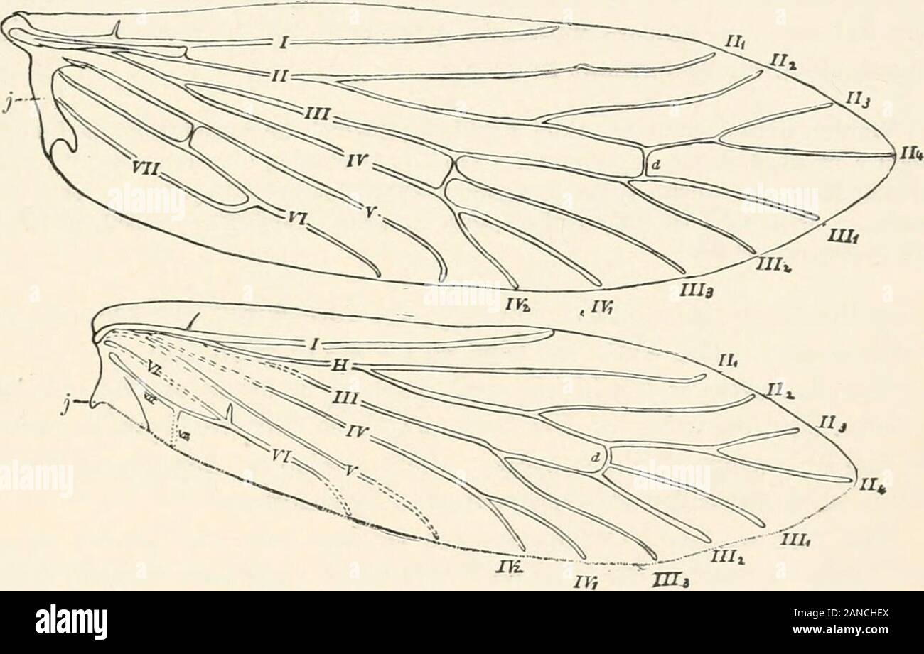 Frenulum hi-res stock photography and images - Alamy