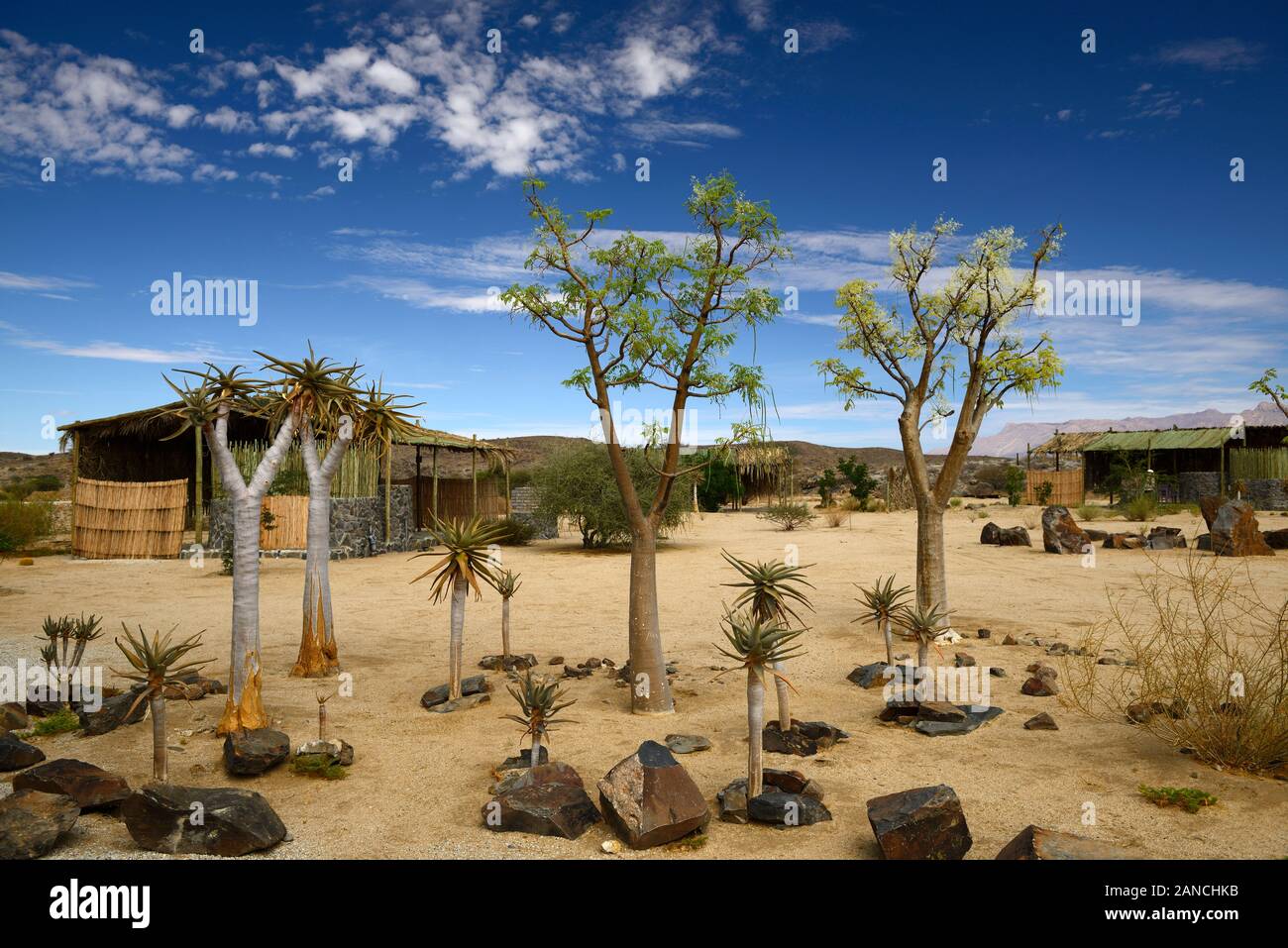 quiver tree,trees,Kokerboom,Aloe dichotoma,succulent,succulents,display ...