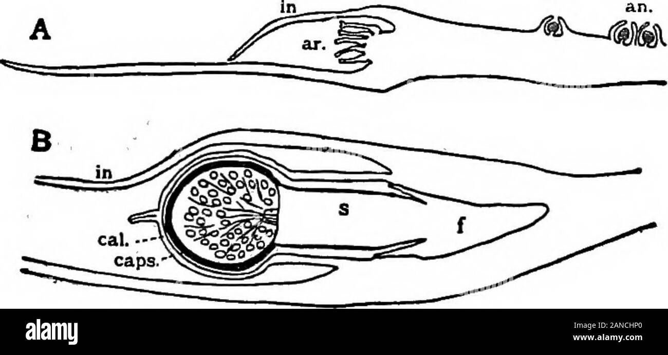 Spherical capsule Black and White Stock Photos & Images - Alamy