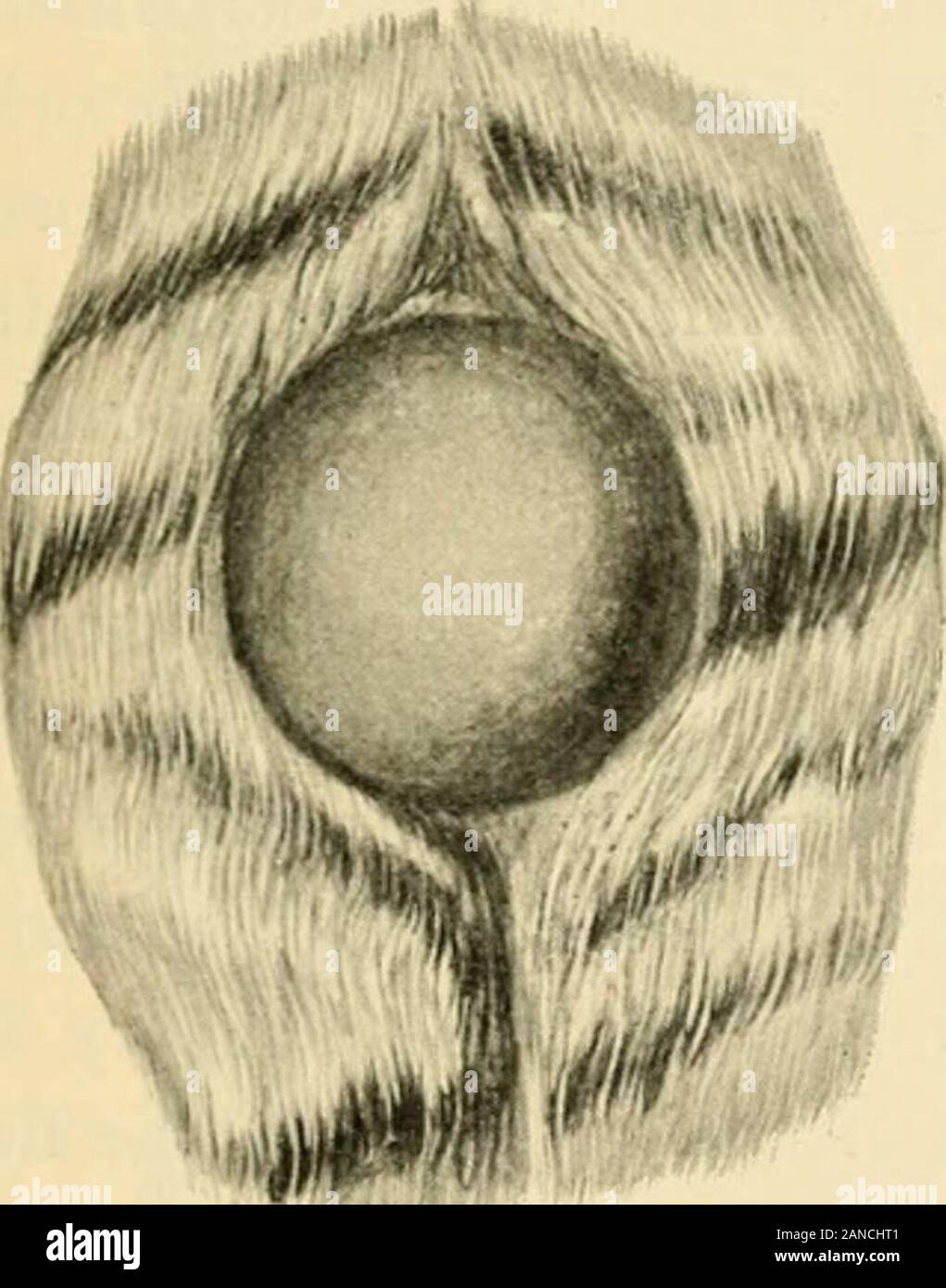 The origin and influence of the thoroughbred horse . Fig. 5. Ergot ...
