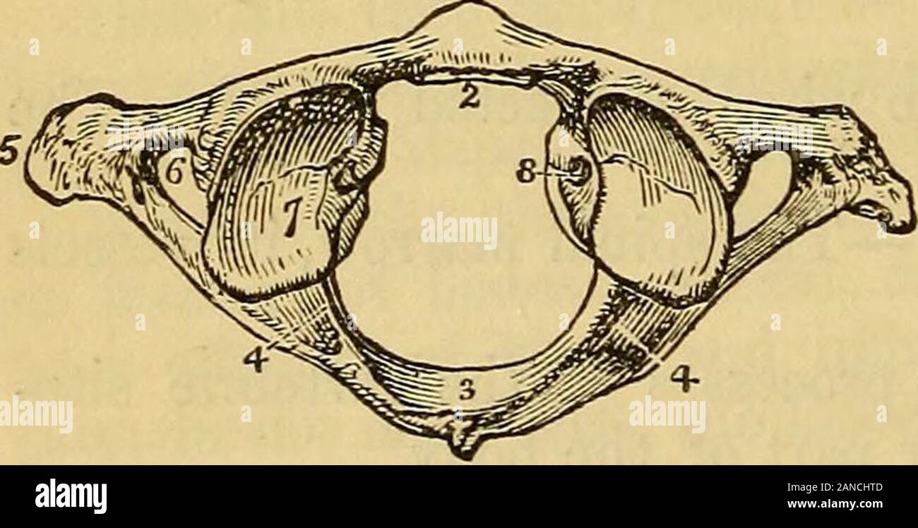 Posterior arch of atlas hi-res stock photography and images - Alamy