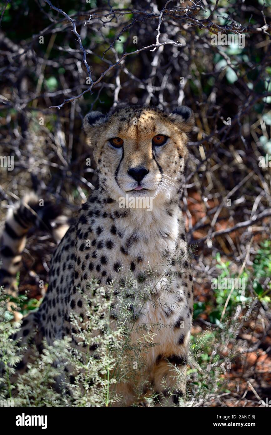 Big Cats,Cheetah,Cheetahs,Acinonyx jubatus,standing in long grass ...
