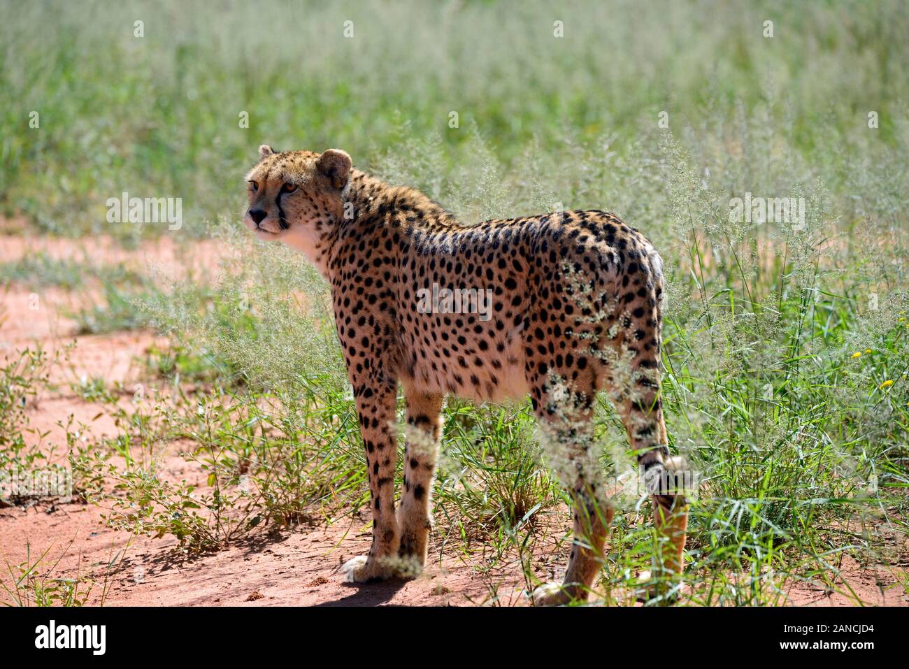 Big Cats,Cheetah,Cheetahs,Acinonyx jubatus,standing in long grass ...