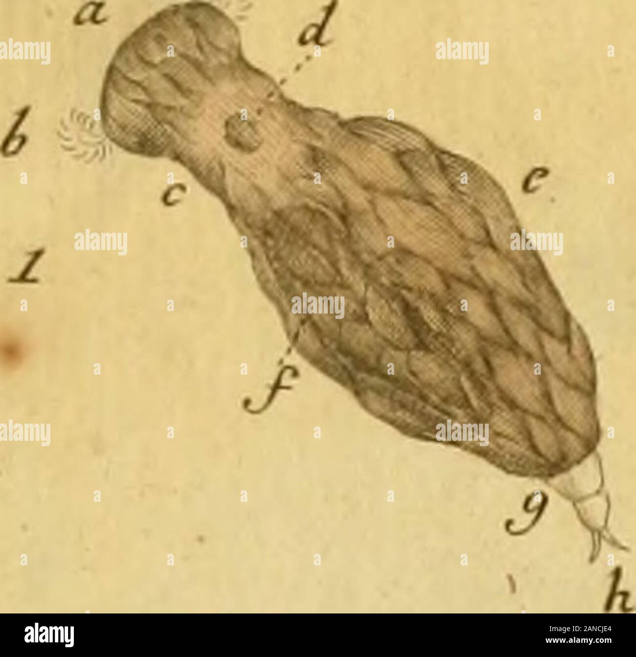 Animalcula infusoria; fluvia tilia et marina . Tab.lLI Stock Photo - Alamy