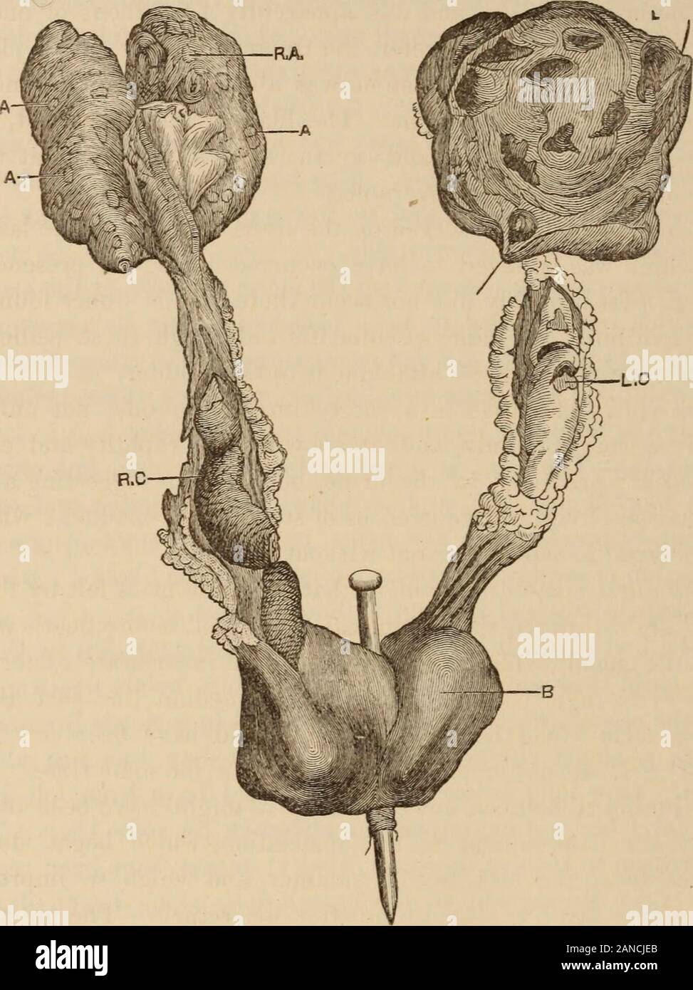 Ral stone hi-res stock photography and images - Alamy