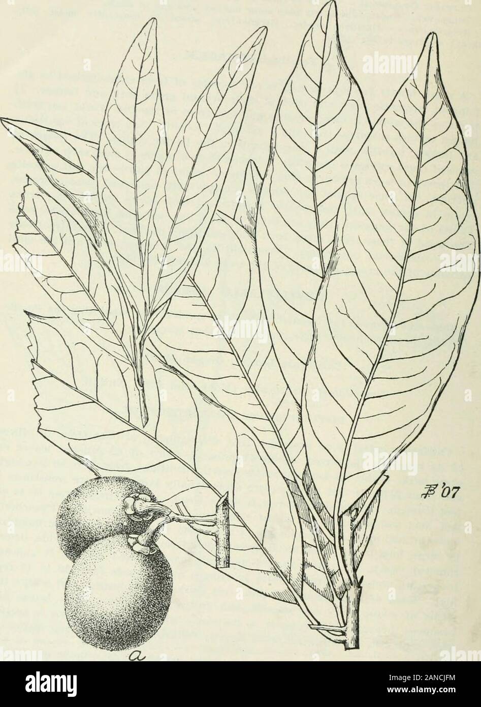 Dense rounded crown hi-res stock photography and images - Alamy