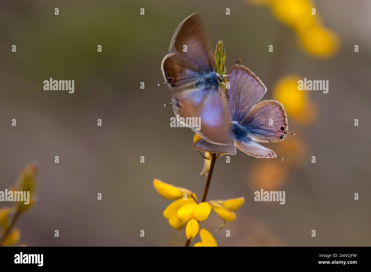 Long Tailed Blue Butterflies Lampides boeticus in the Spanish ...