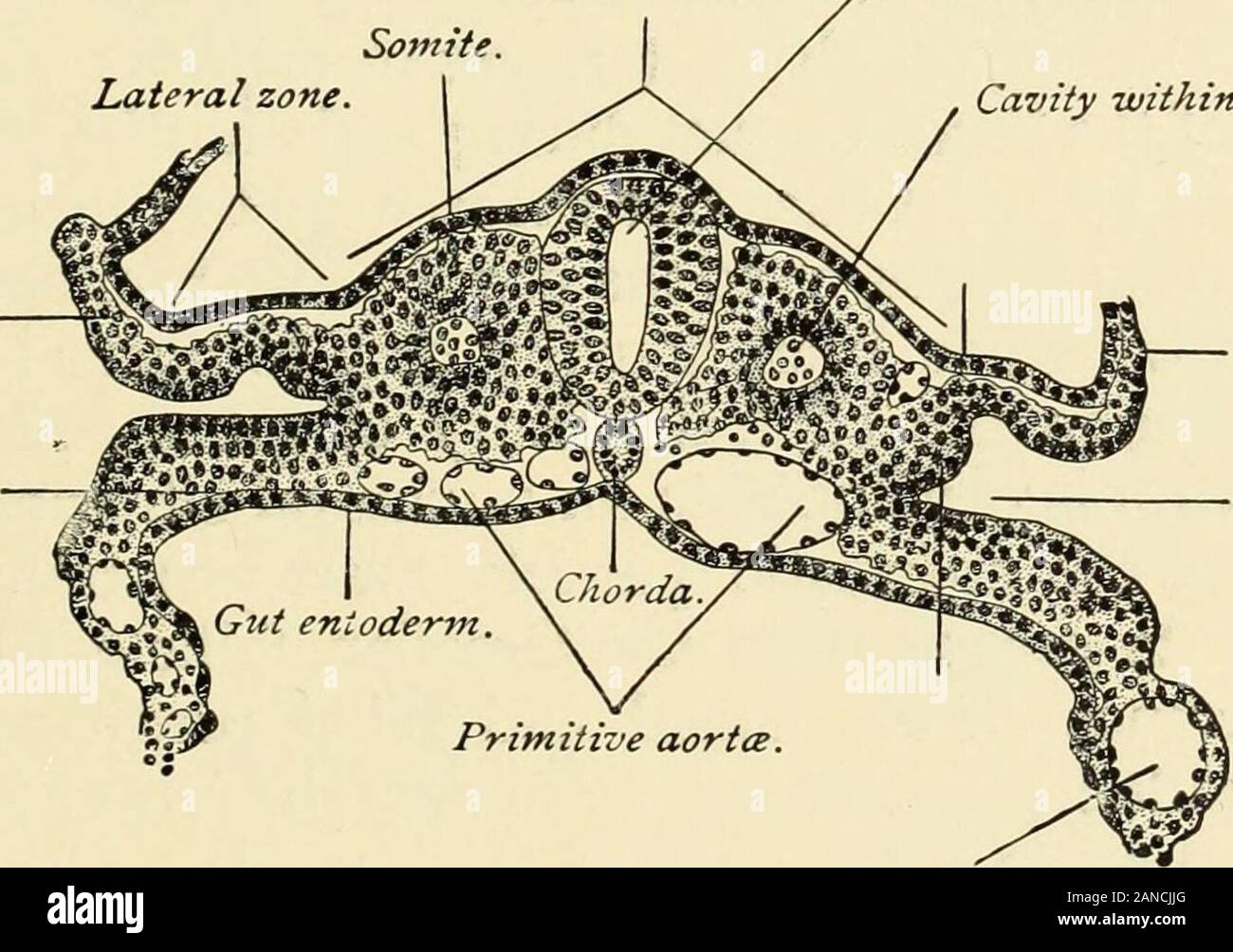 Ovum of sheep hi-res stock photography and images - Alamy