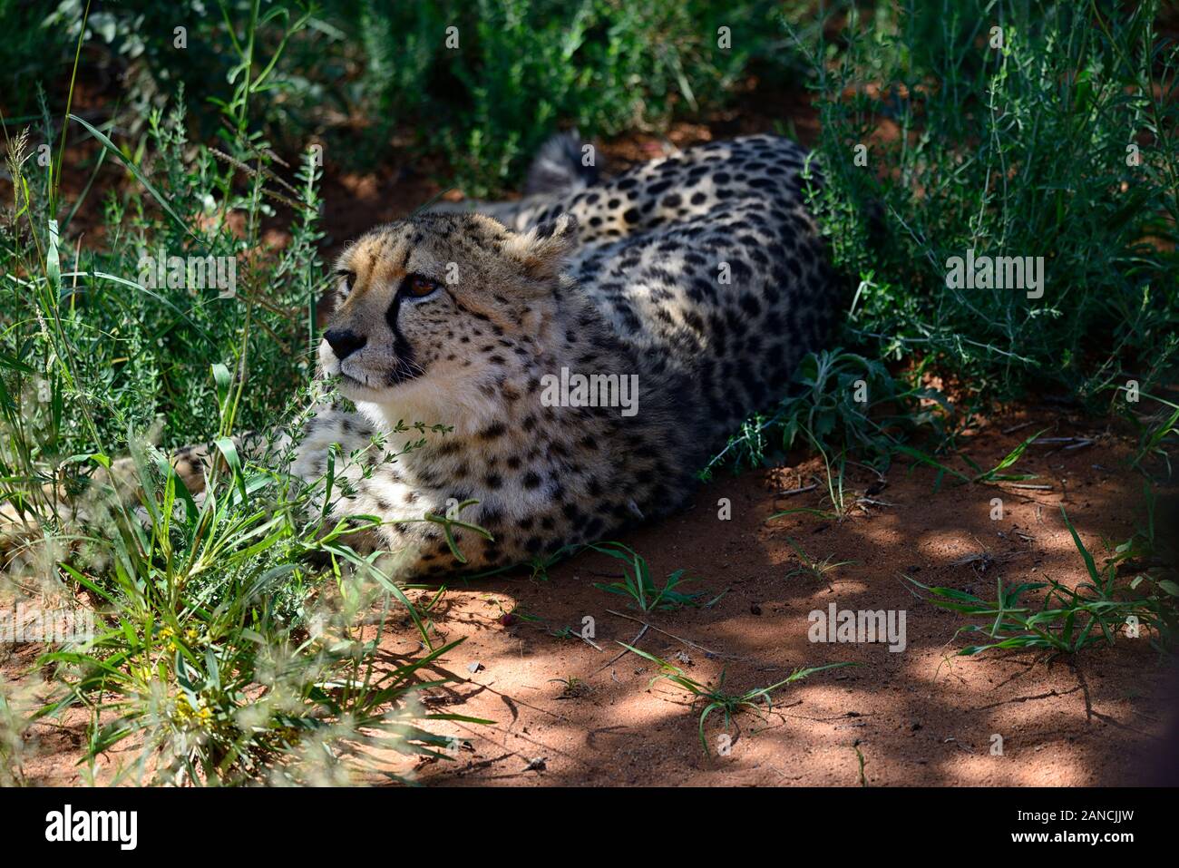 Big Cats,Cheetah,Cheetahs,Acinonyx jubatus,lying down in long grass ...