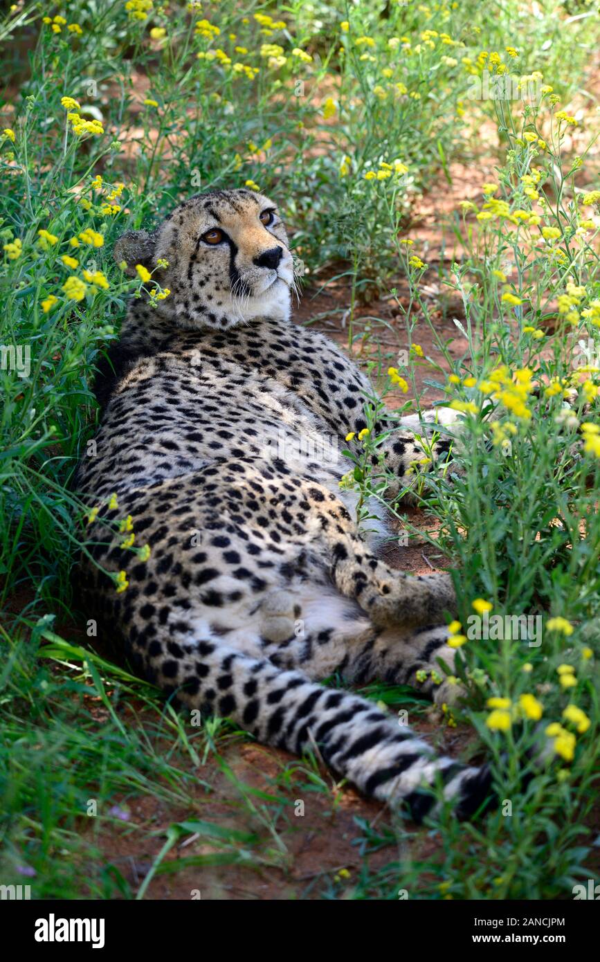 Big Cats,Cheetah,Cheetahs,Acinonyx jubatus,lying down in long grass and ...
