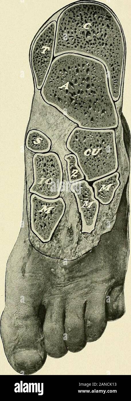 A text-book of clinical anatomy : for students and practitioners . Fig ...