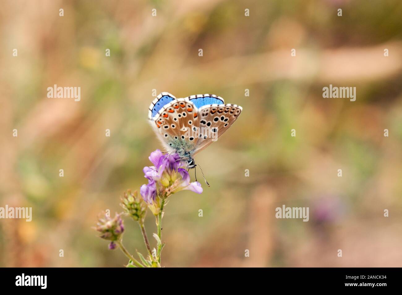 Underside of Adonis Blue butterfly Lysandra bellargus on a flower head ...