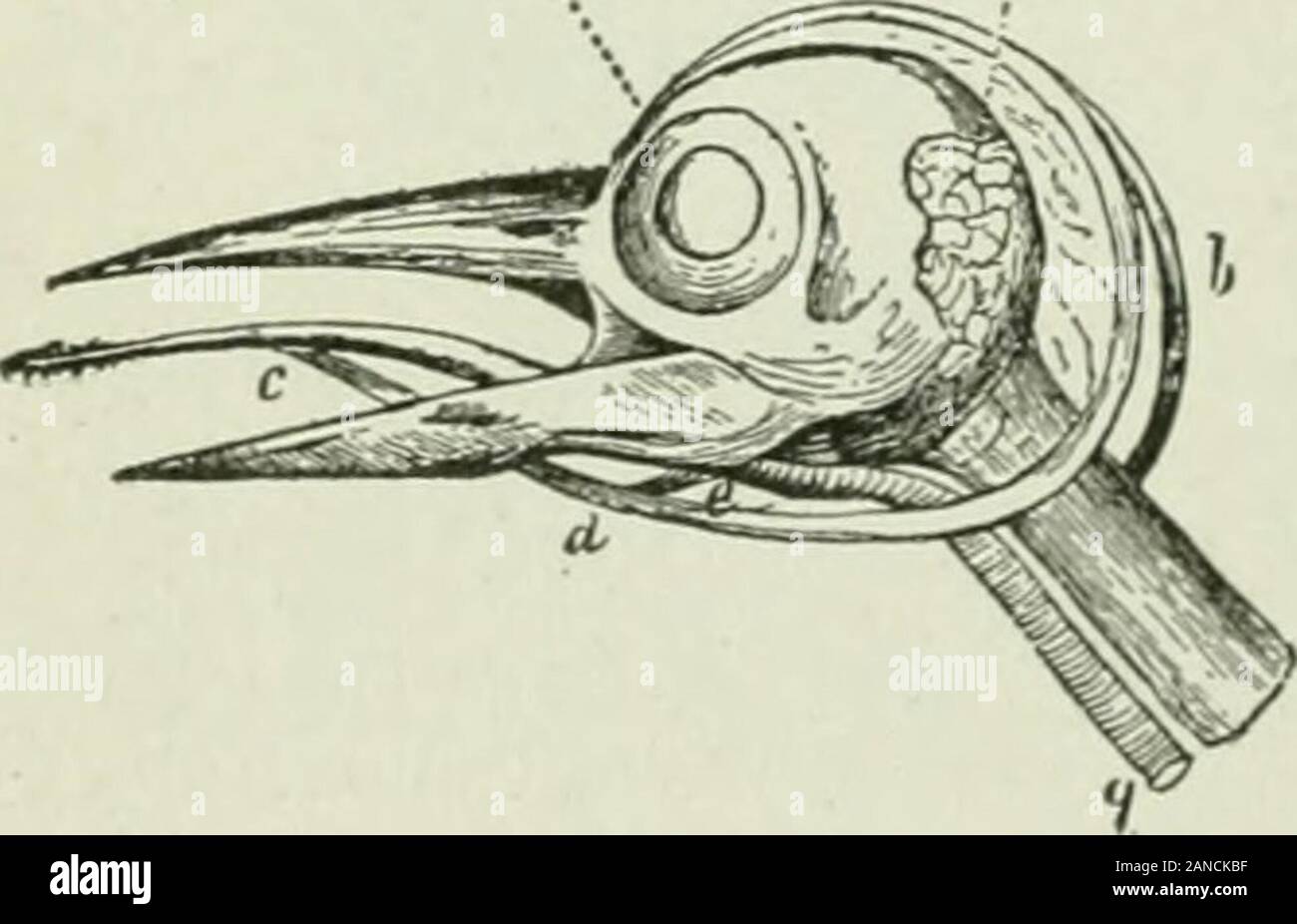 Beginners' zoology . (Fig. 303.)What is its shape ? If thereis ...