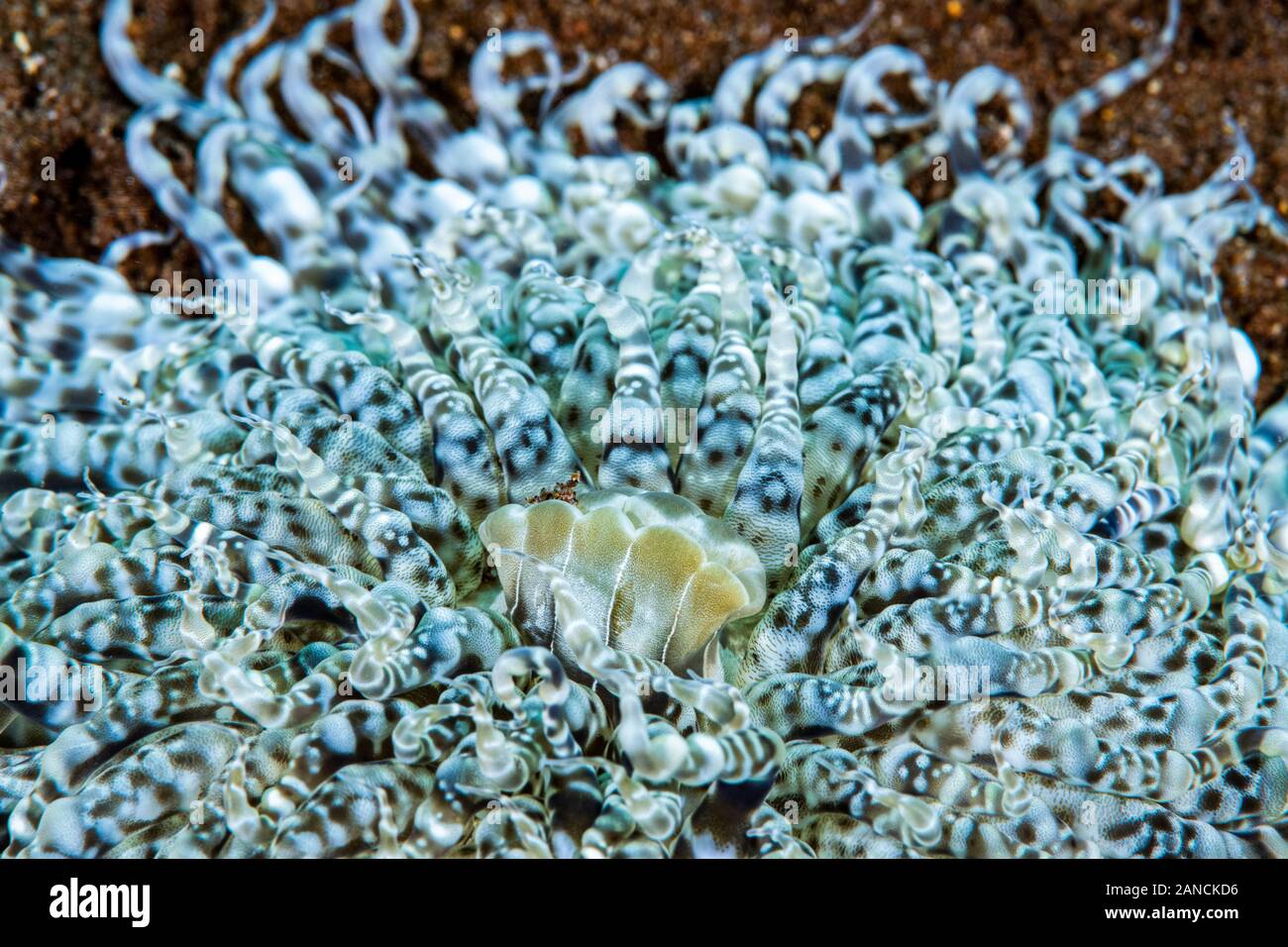 Anemone, on sand Dumaguete, Negros Oriental, Philippines Stock Photo ...