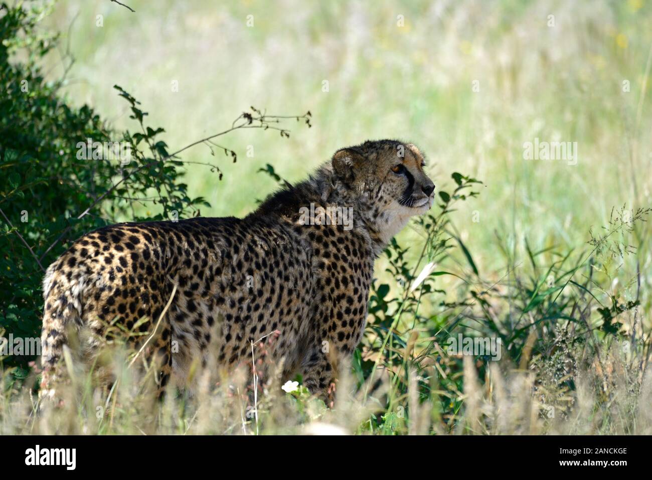 Big Cats,Cheetah,Cheetahs,Acinonyx jubatus,standing in long grass ...