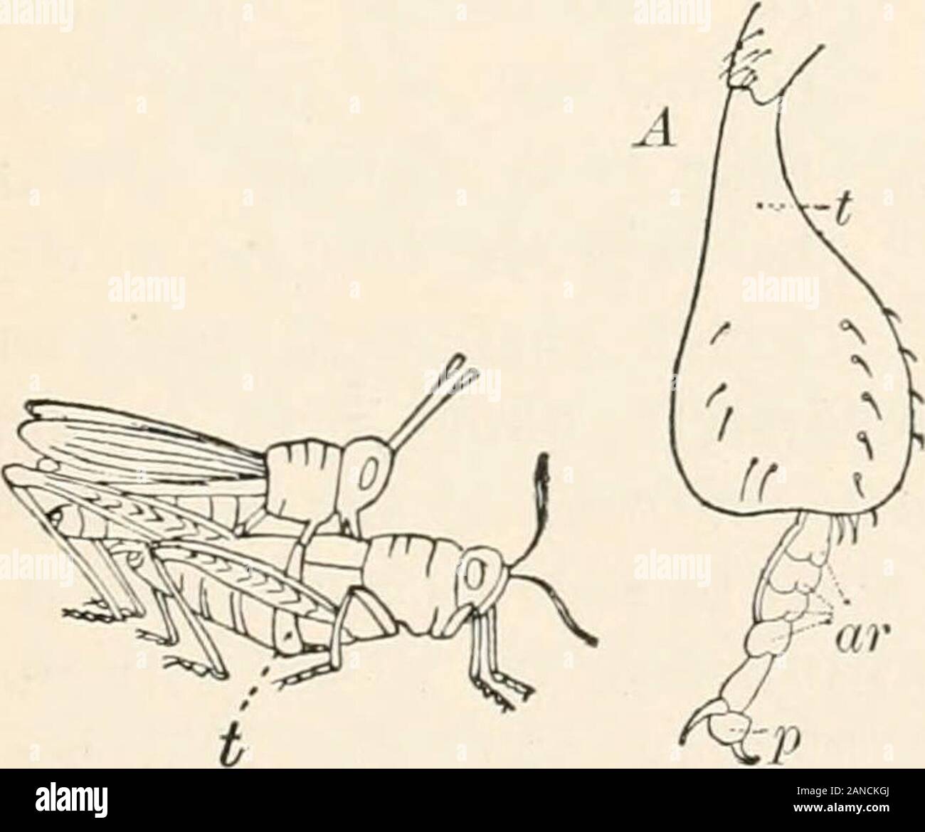 Hornet technical drawing hi-res stock photography and images - Alamy