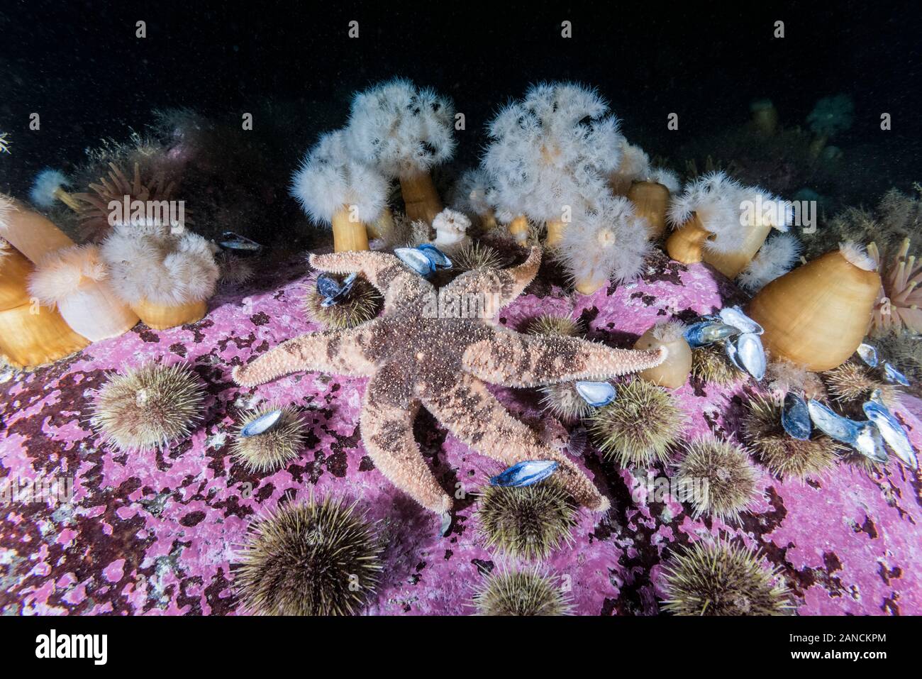 Polar Sea Star, Leptasterias polaris, Gulf of St. Lawrence, Quebec ...
