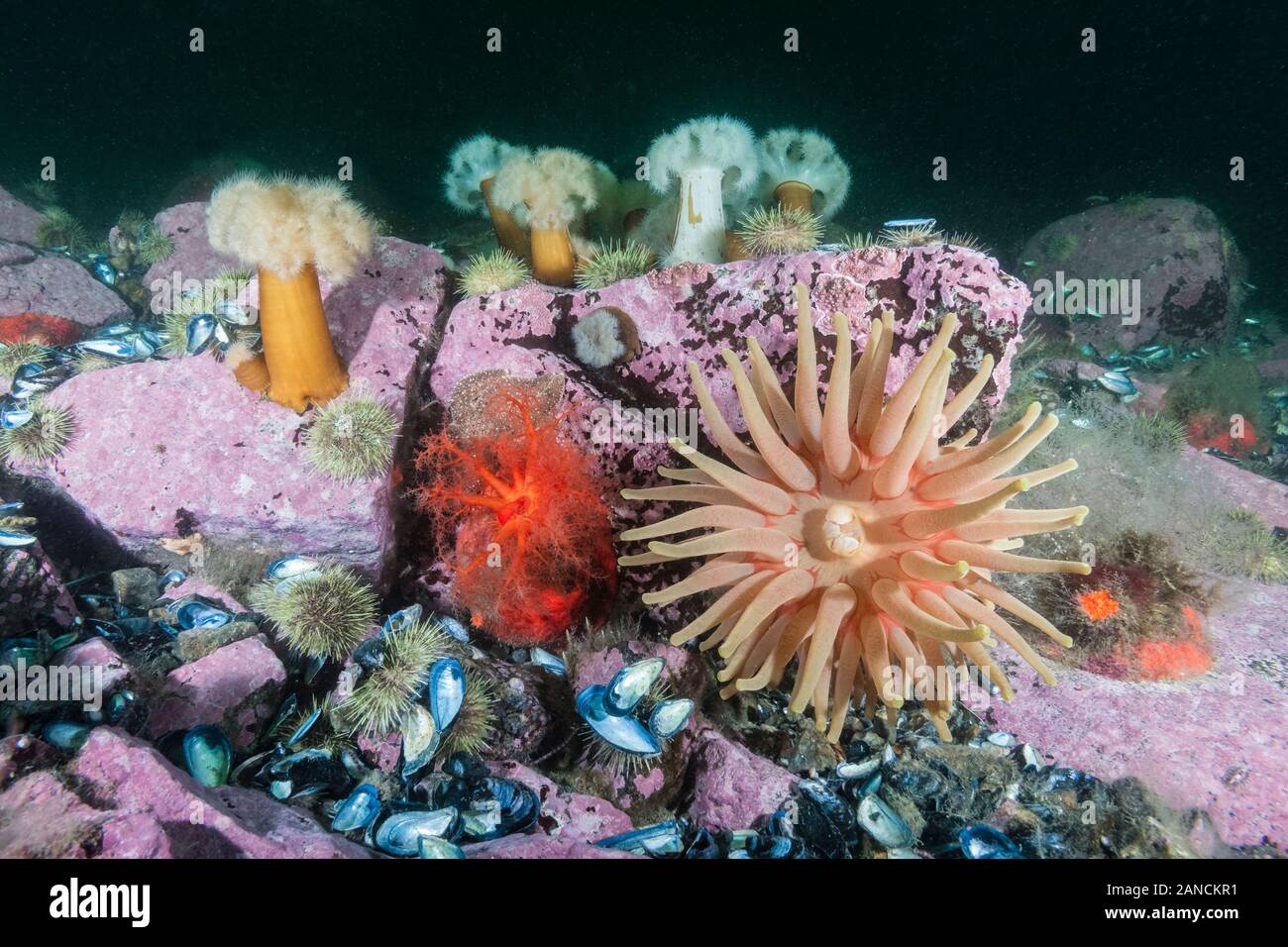 Scarlet anemone hi-res stock photography and images - Alamy