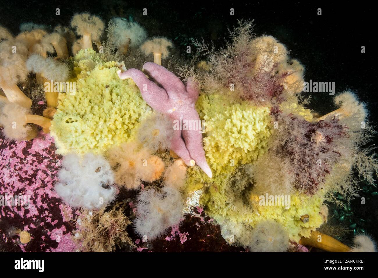 Underwater marine life atlantic canada hi-res stock photography and ...