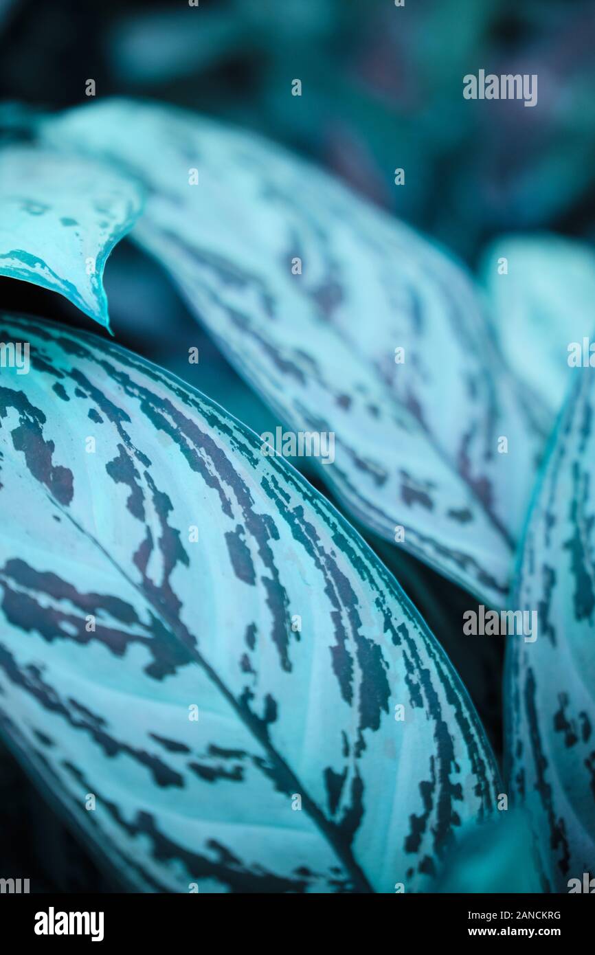 Leaf bush with rectangle in trendy colors 2020 - Classic blue. Top view ...