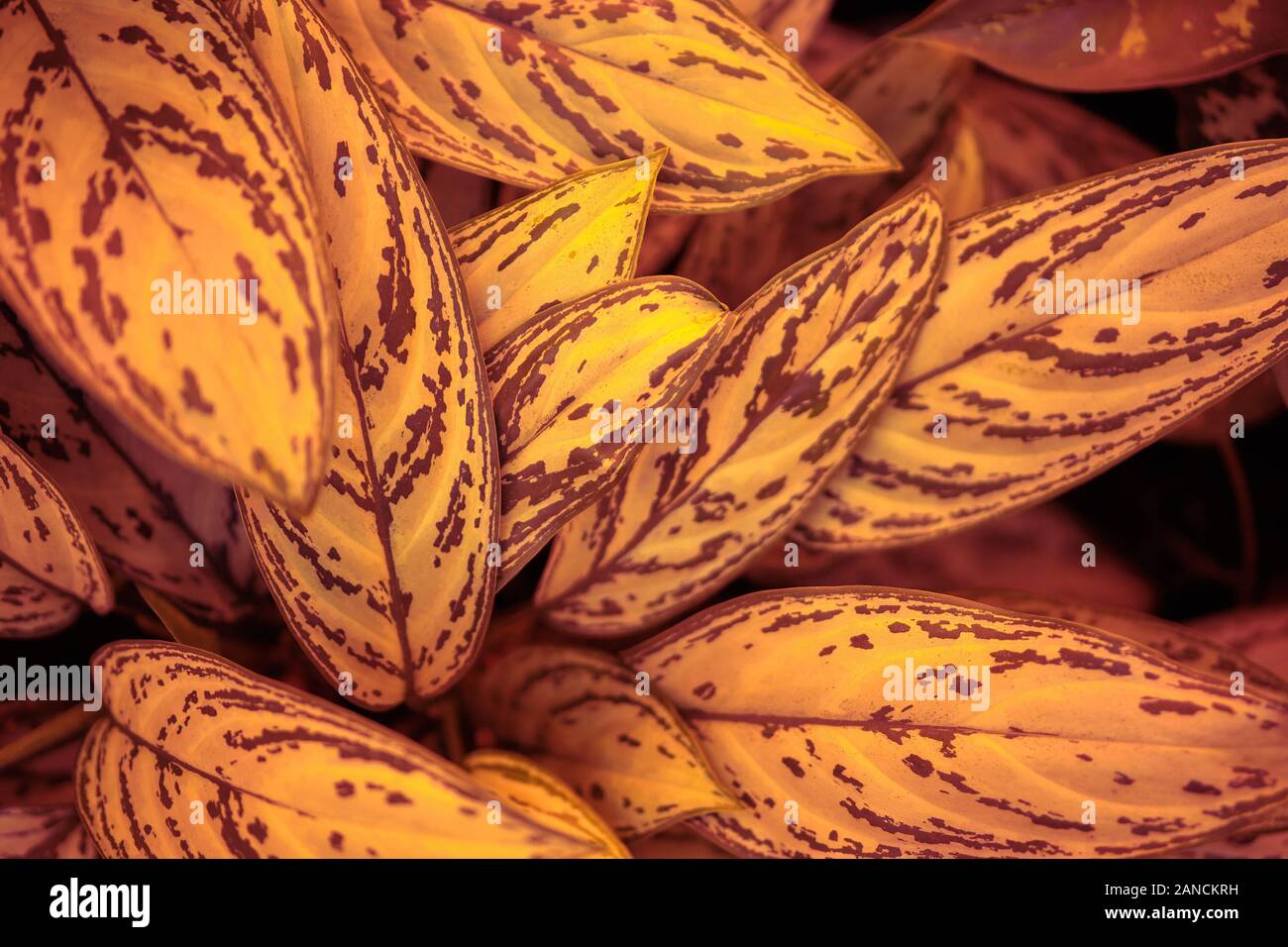 Leaf bush with rectangle in trendy colors 2020 - Leaf bush. Top view ...