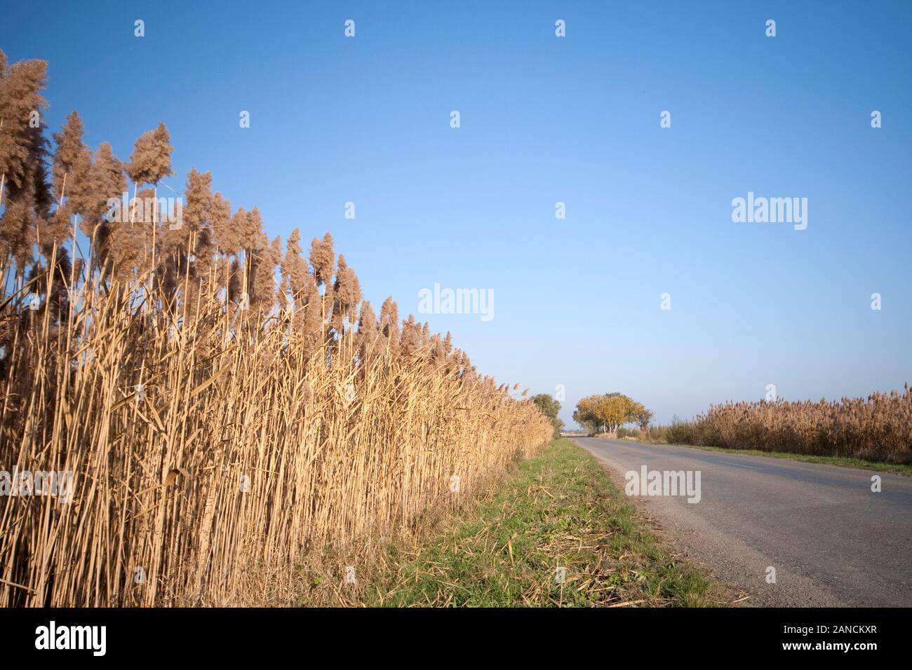 Field cat tail reeds hi-res stock photography and images - Alamy