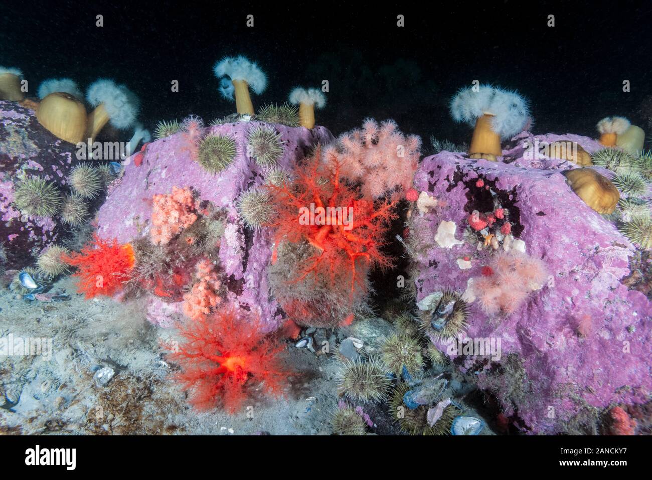 Typical Gulf of St. Lawrence scene. Northern Red Anemones, Plumose ...