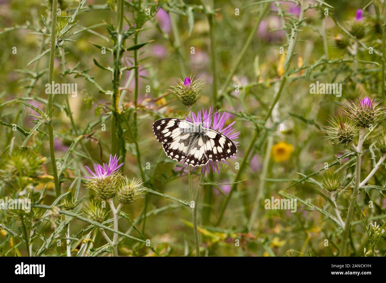Iberian Marbled White butterfly Melanargia galathera on a flower head ...