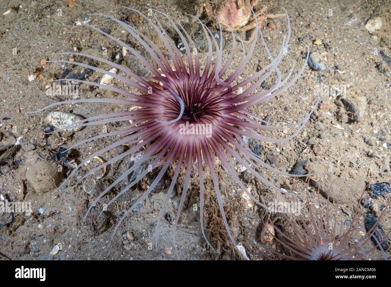 Northern Cerianthid, Cerianthus borealis, Saguenay River, Quebec, Gulf ...