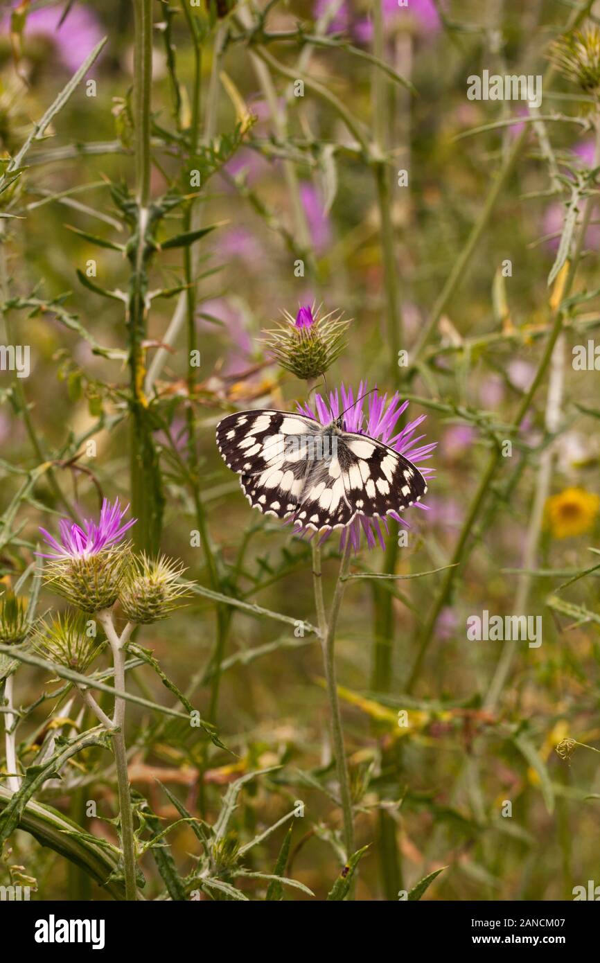 Iberian Marbled White butterfly Melanargia galathera on a flower head ...