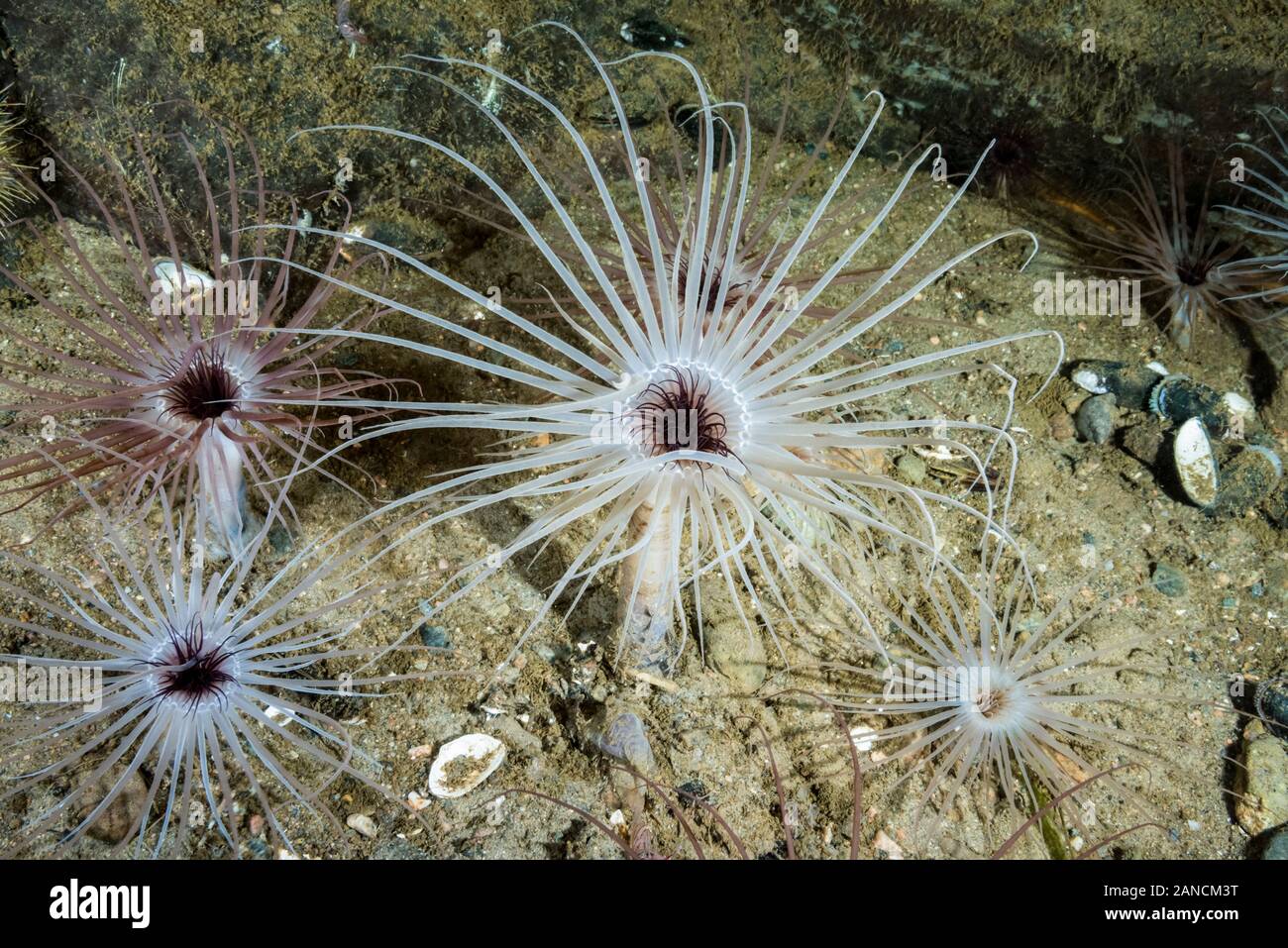 Northern Cerianthid, Cerianthus borealis, Saguenay River, Quebec, Gulf ...
