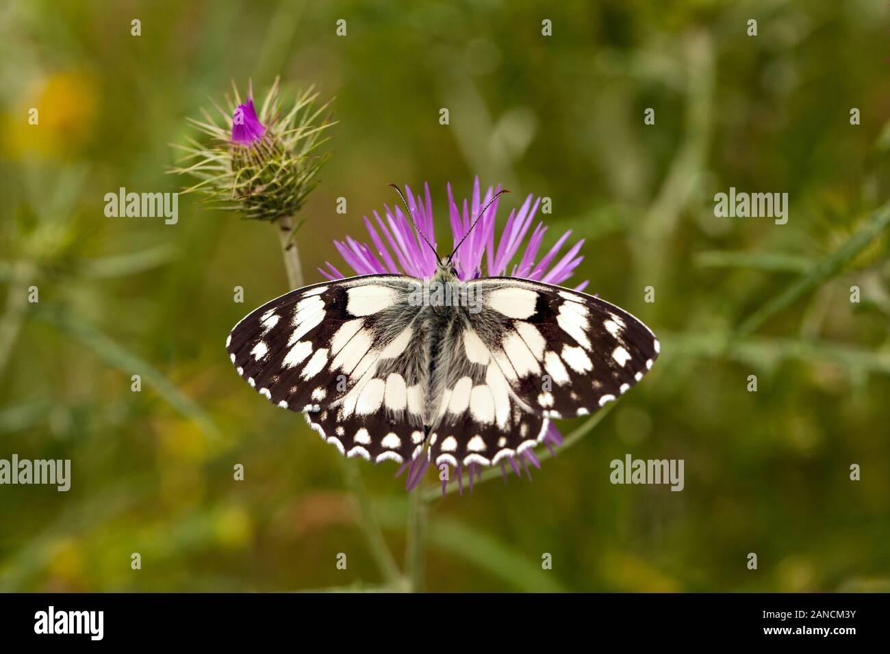 Iberian Marbled White butterfly Melanargia galathera on a flower head ...