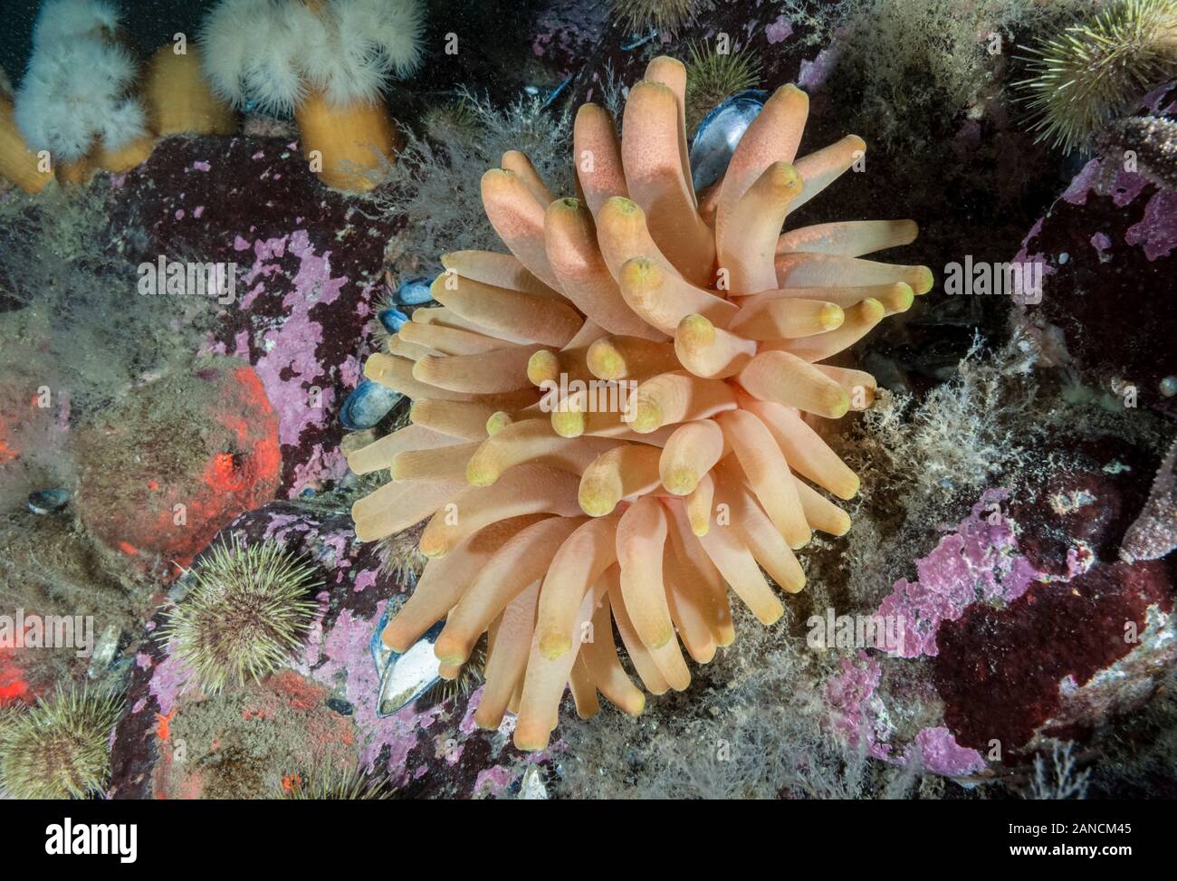 Northern Red Anemone, (Urticina felina), The orange balls in the tips ...