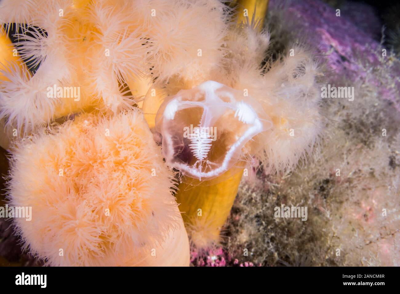 Hydromedusa, Ptychogena lactea, captured by Plumose anemone, Les ...