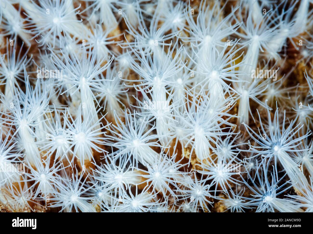 Fagesia lineata hi-res stock photography and images - Alamy