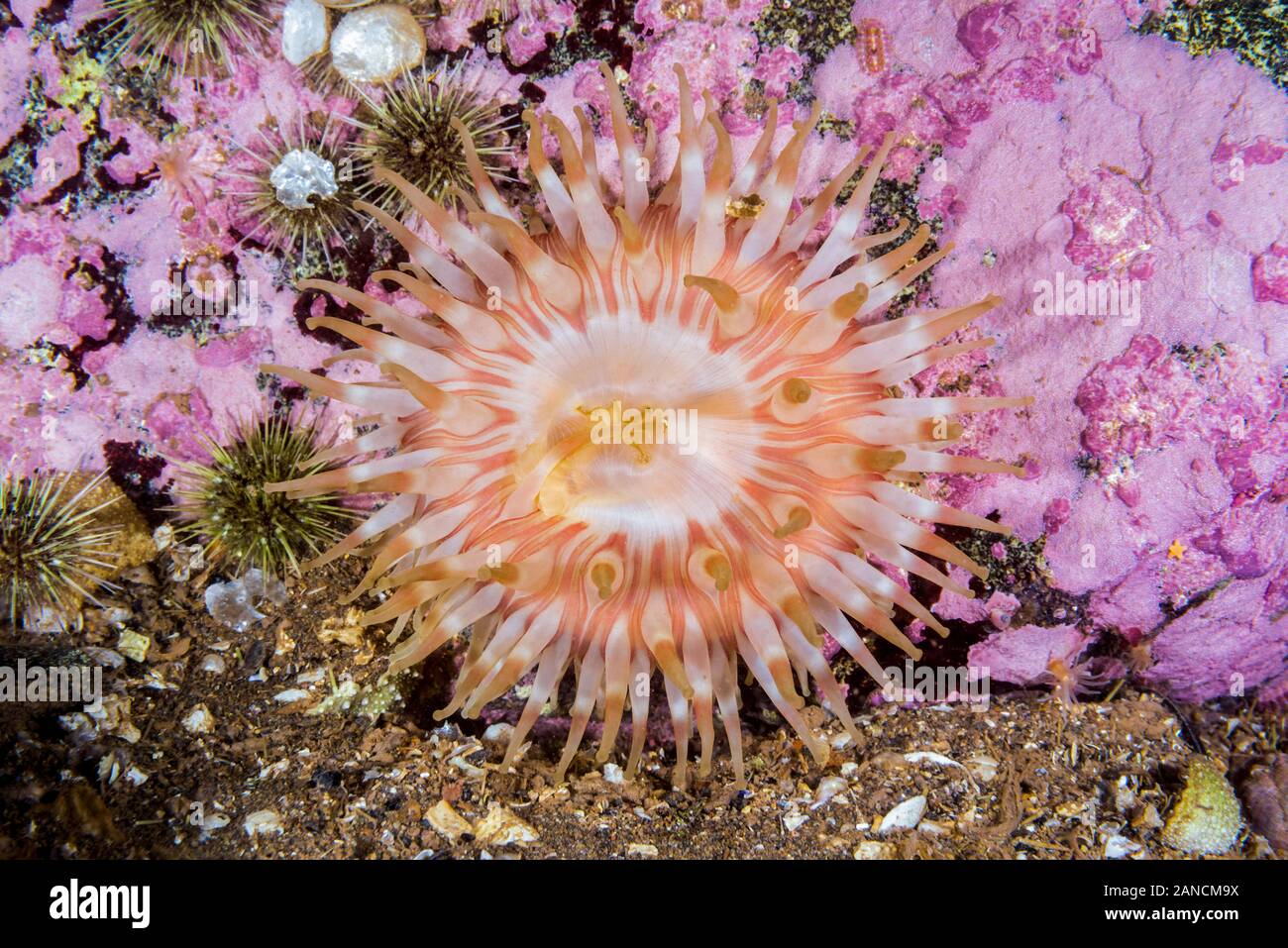 Northern Red Anemone, (Urticina felina), Eastport, Maine, Gulf of Maine ...