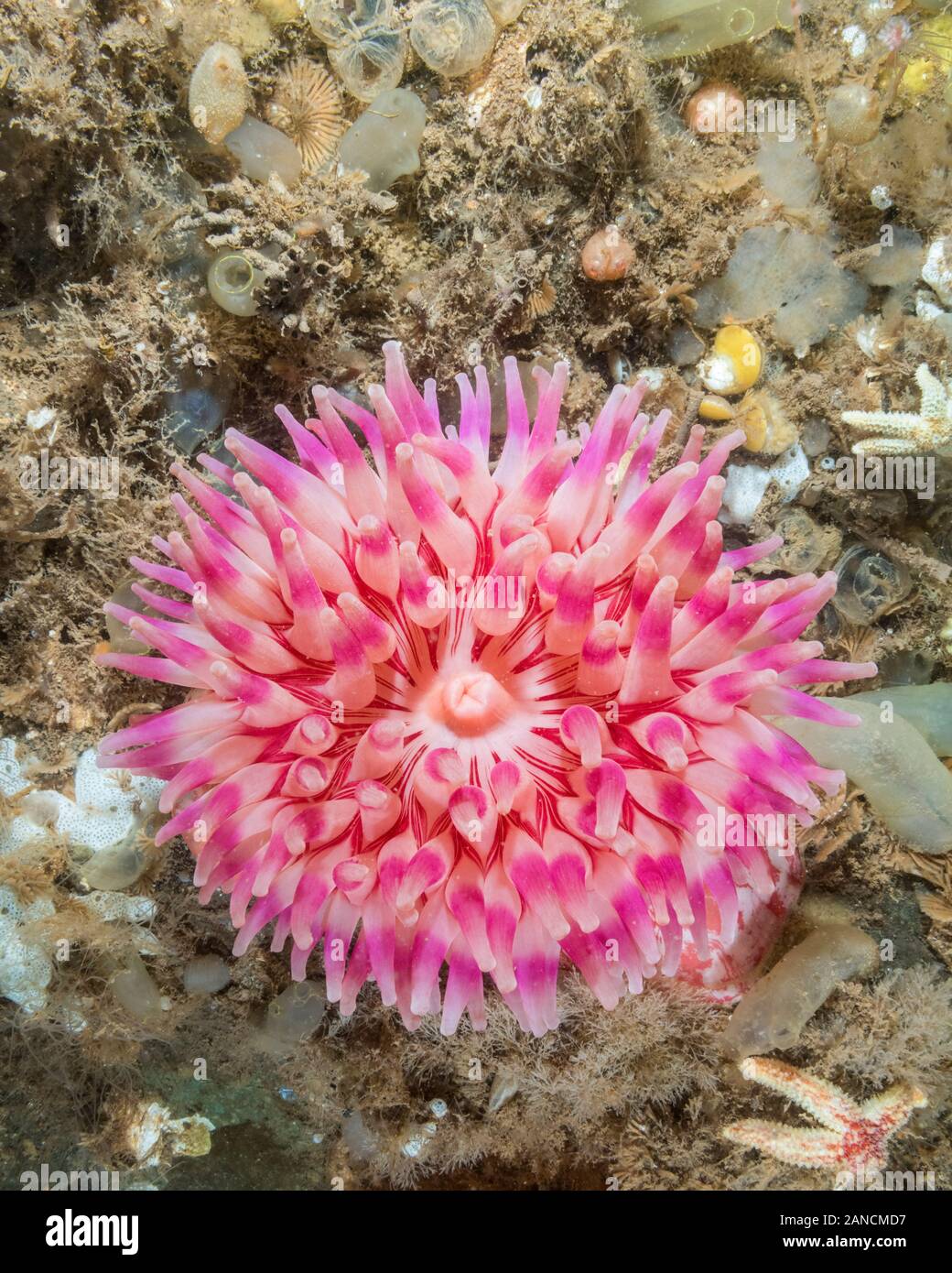 Northern Red Anemone, (Urticina felina), Eastport, Maine, Gulf of Maine ...