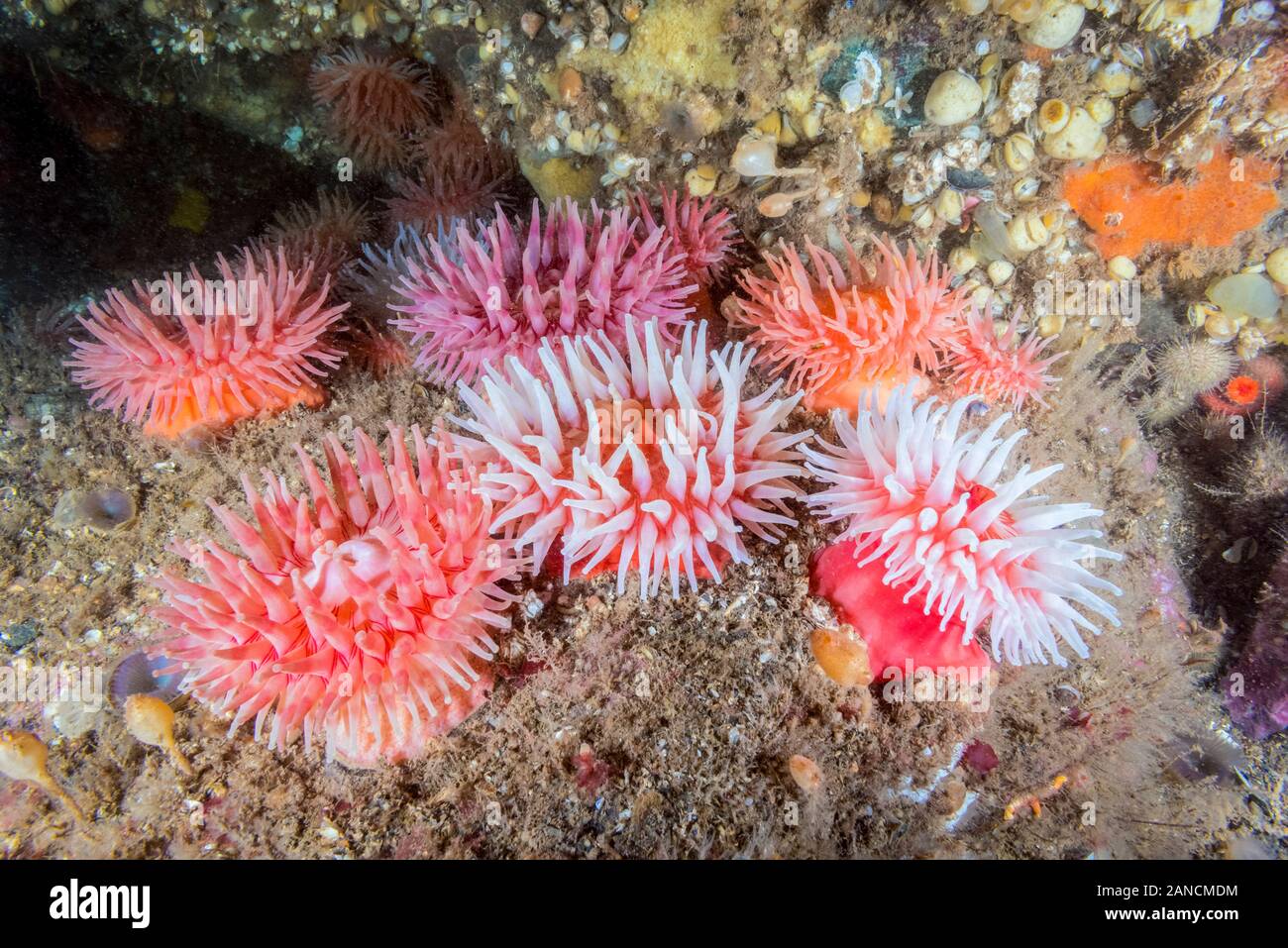 Northern Red Anemone, Urticina felina, Deer Island, New Brunswick ...