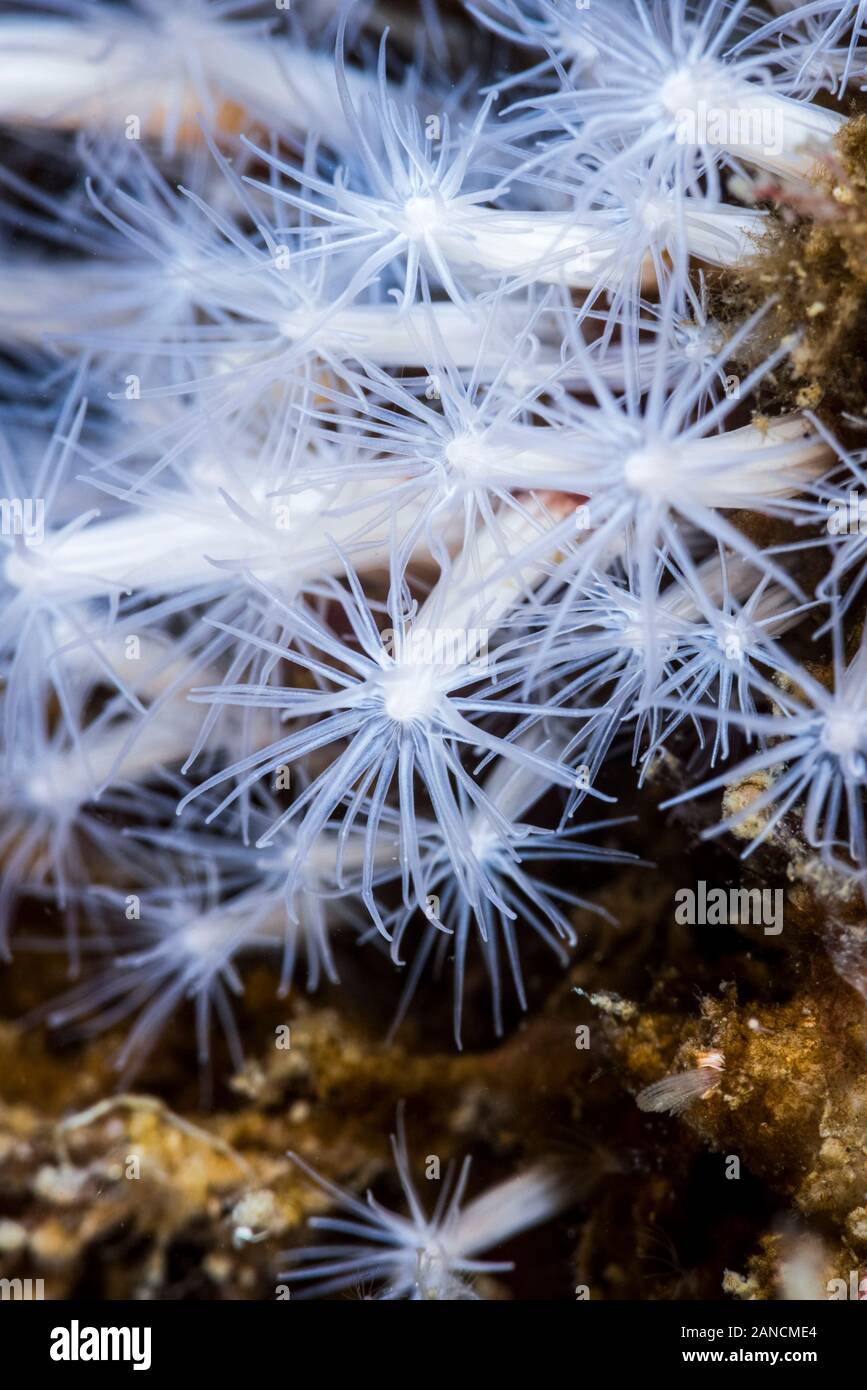 Lined Anemones, Fagesia lineata, Rockport, Massachusetts Stock Photo ...