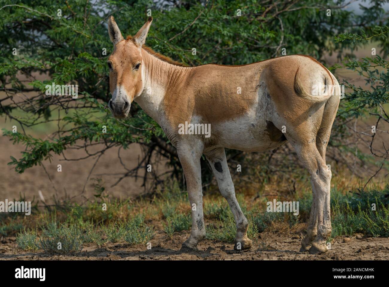 An Indian Onager foal or Indian Wild Ass, Asiatic Wild Ass walking in ...